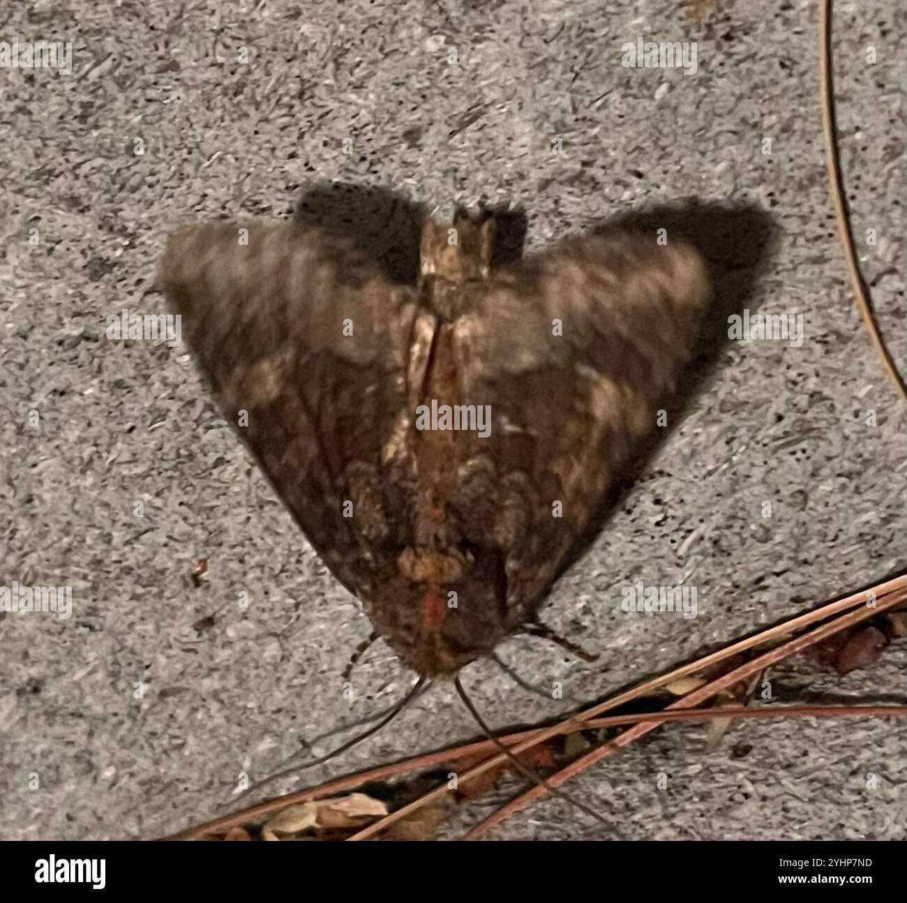 Veiled Ear Moth (Loscopia velata Stock Photo - Alamy