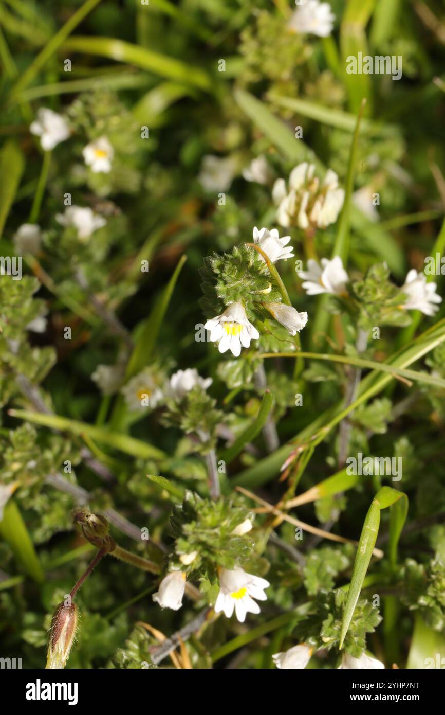 Common Eyebright (Euphrasia nemorosa Stock Photo - Alamy