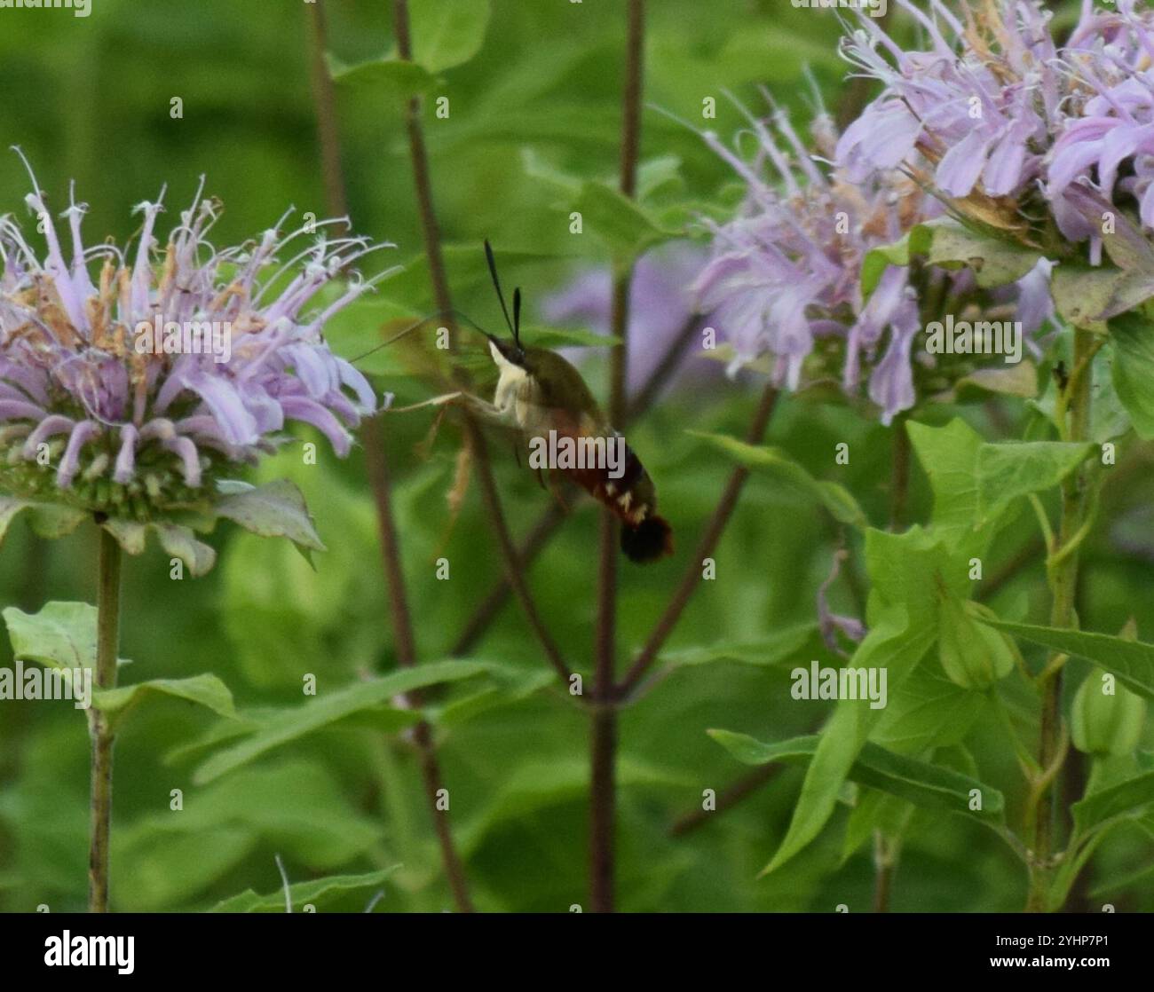 Hummingbird Clearwing (Hemaris thysbe Stock Photo - Alamy