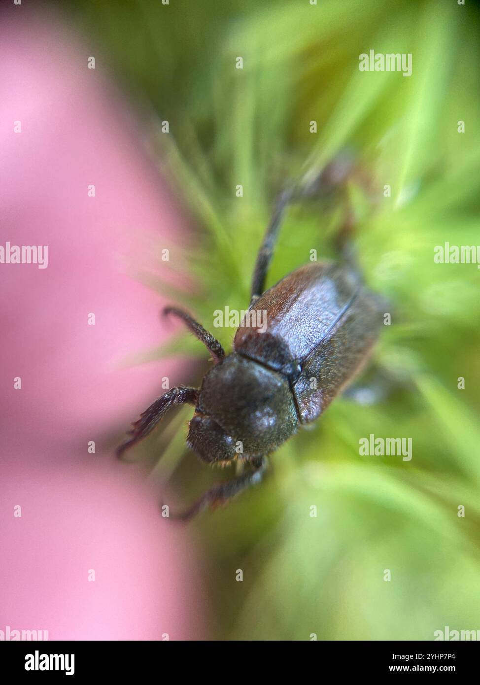 Hoplia philanthus hi-res stock photography and images - Alamy