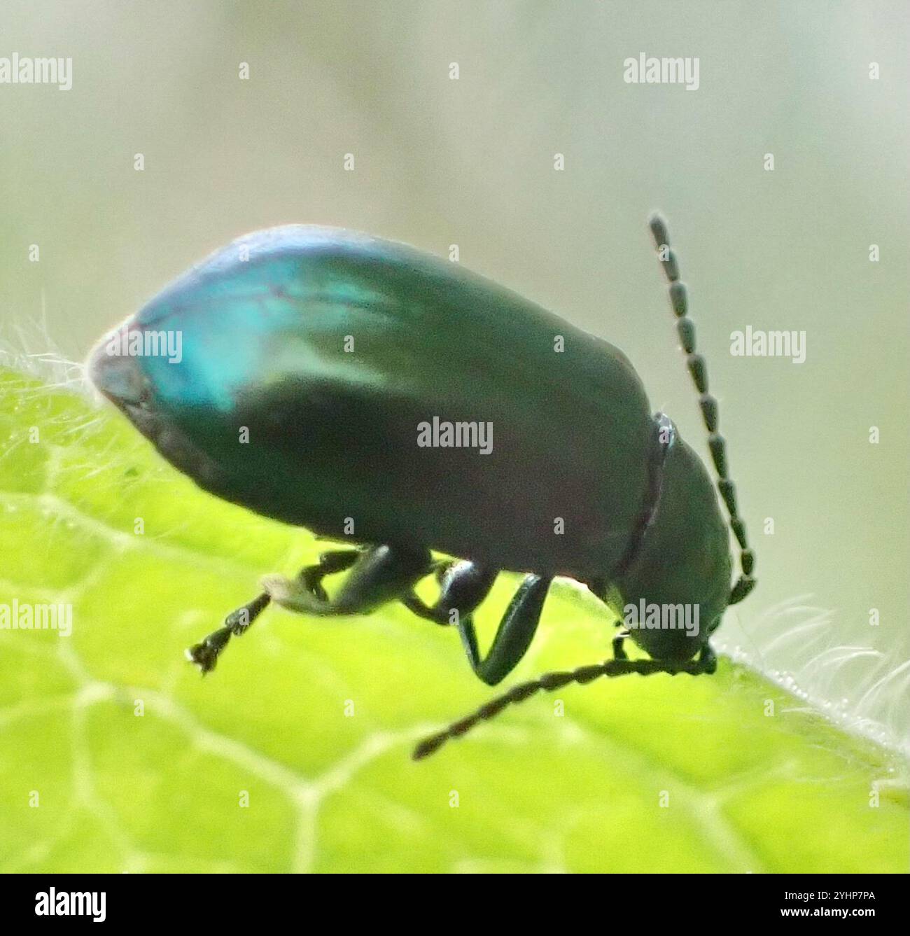 Leaf Beetles (Chrysomelidae Stock Photo - Alamy