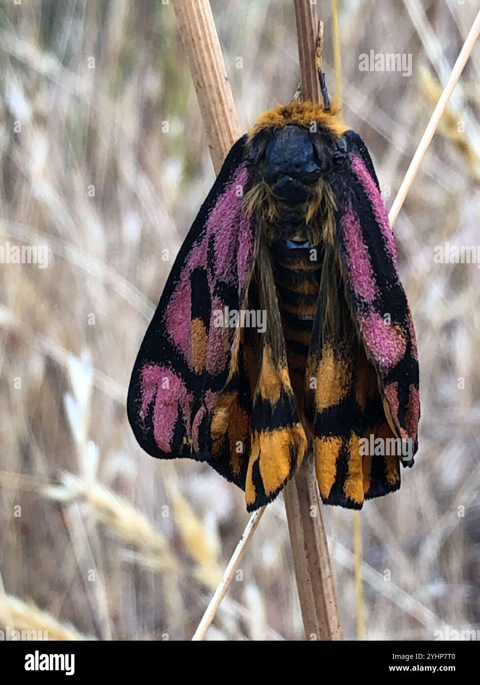 Western Sheep Moth (Hemileuca eglanterina Stock Photo - Alamy