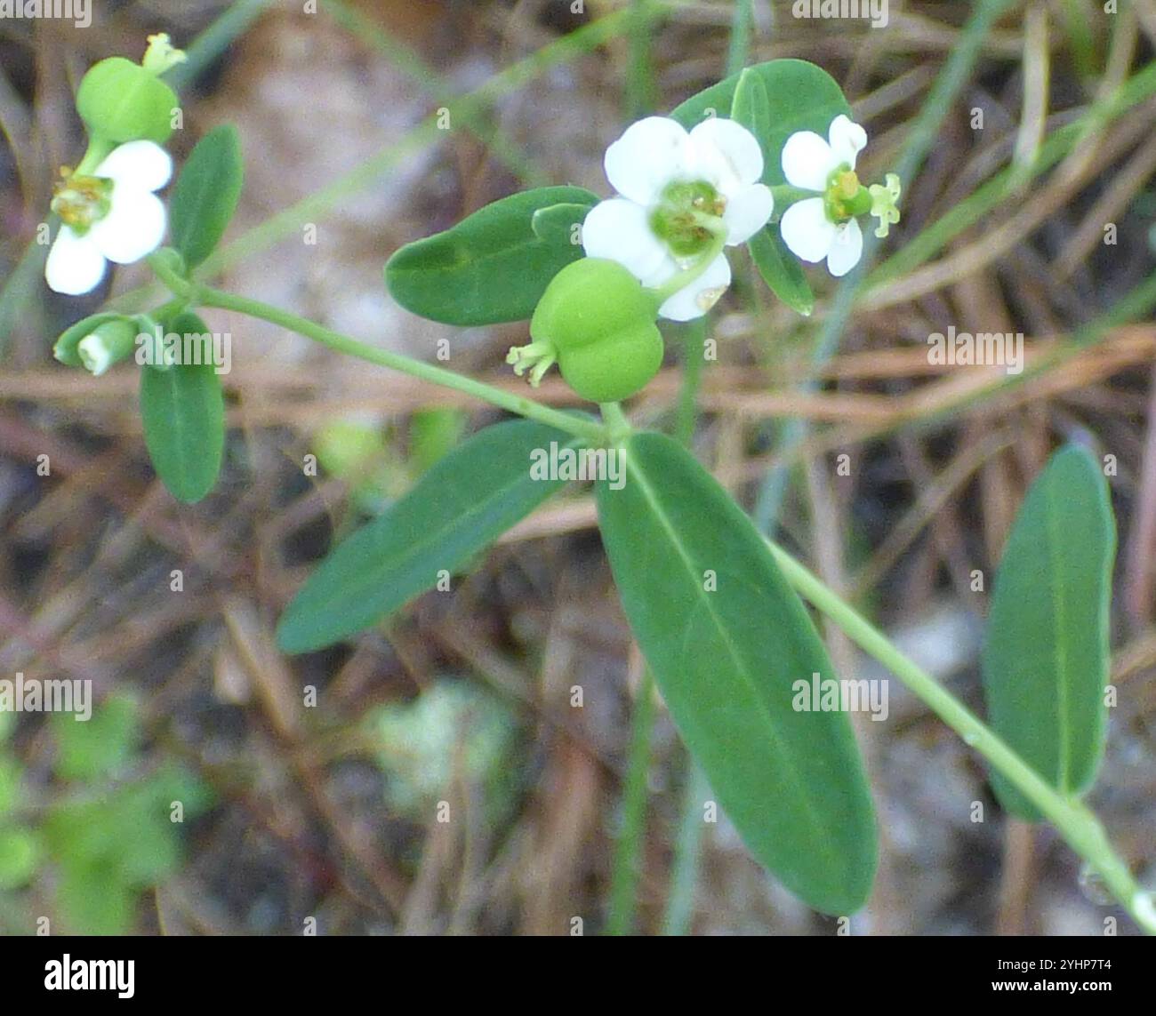 flowering spurge (Euphorbia corollata Stock Photo - Alamy