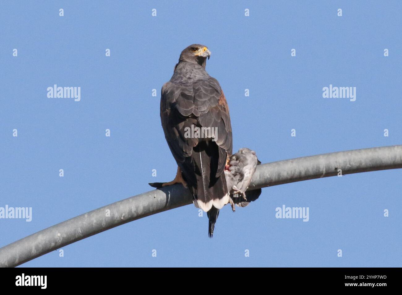 A Harris's Hawk has with caught pigeon Stock Photo - Alamy