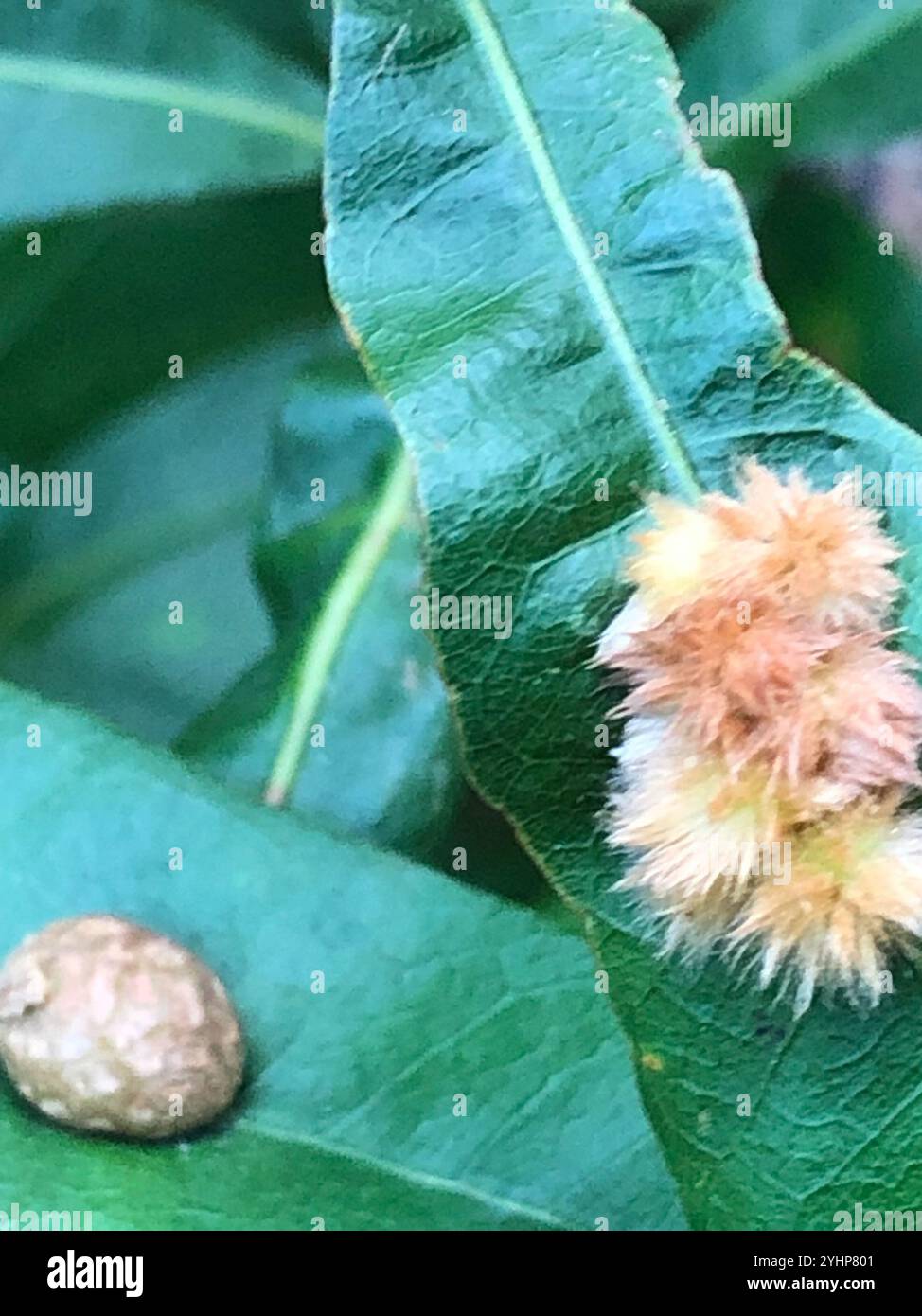 Furry Oak Leaf Gall Wasp (Callirhytis furva Stock Photo - Alamy
