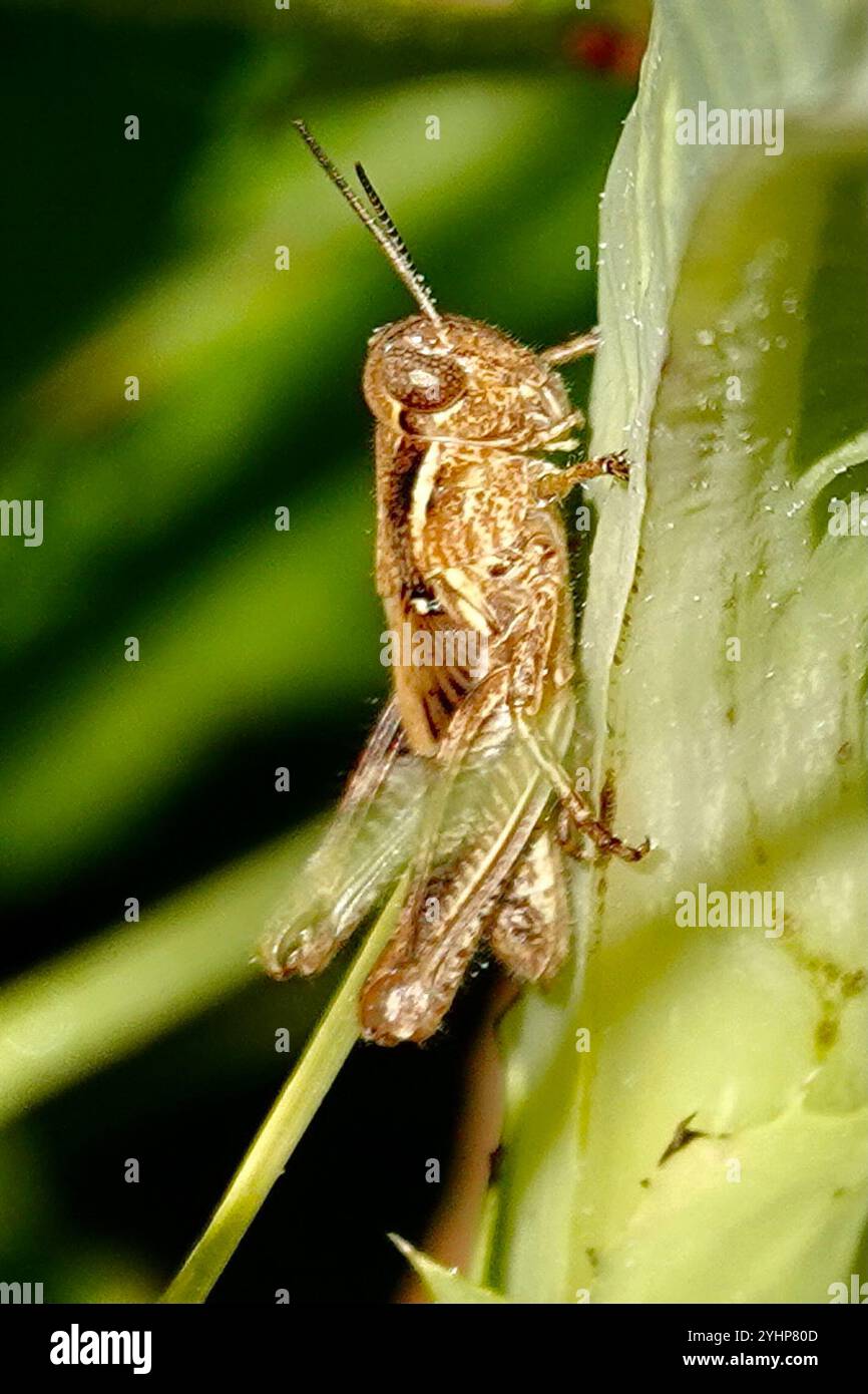 Migratory Grasshopper (Melanoplus sanguinipes Stock Photo - Alamy