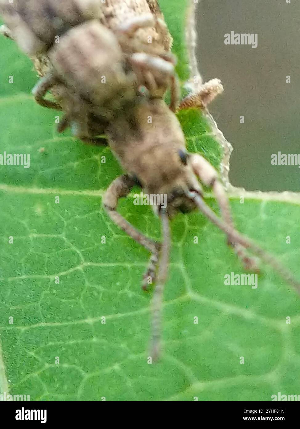 Peach Root Weevil (Pseudoedophrys hilleri Stock Photo - Alamy