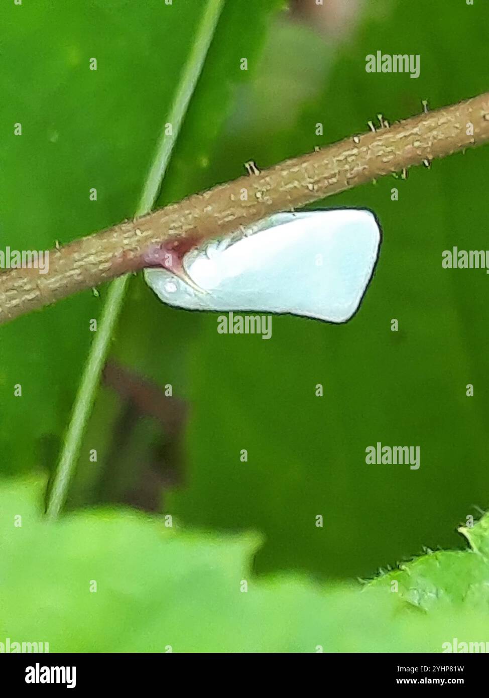Northern Flatid Planthopper (Flatormenis proxima Stock Photo - Alamy