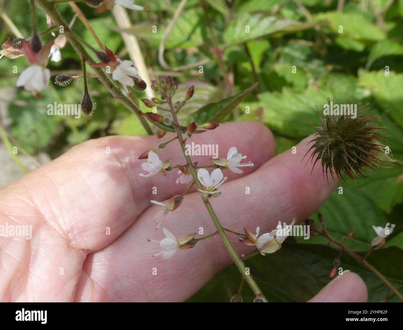 enchanter's-nightshade (Circaea lutetiana Stock Photo - Alamy