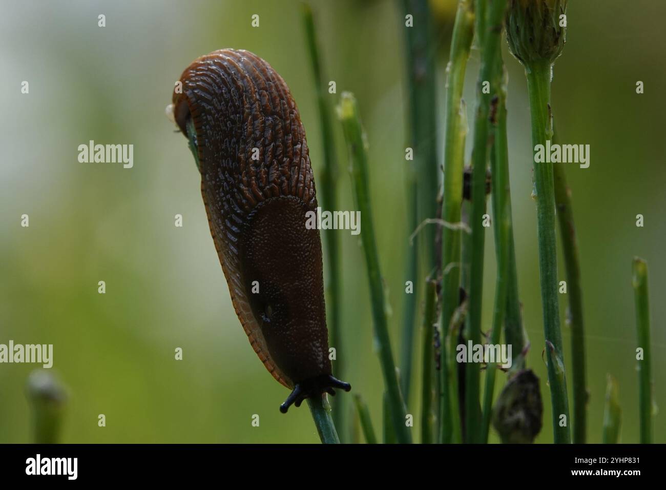 Spanish Slug (Arion vulgaris Stock Photo - Alamy