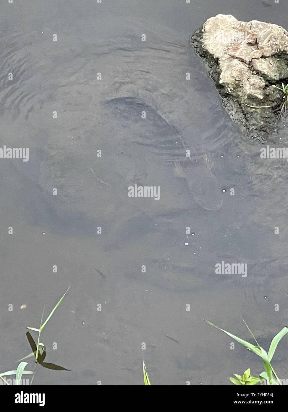 Channidae hi-res stock photography and images - Alamy