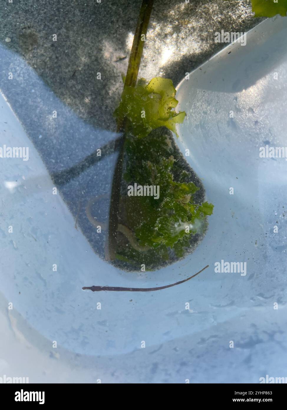 Kelp Pipefish (Syngnathus californiensis Stock Photo - Alamy