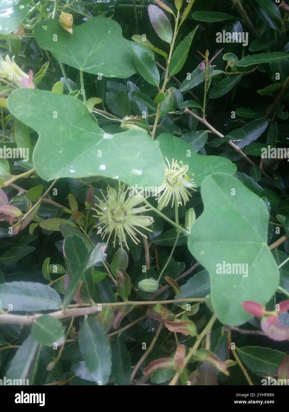 yellow passionflower (Passiflora lutea Stock Photo - Alamy