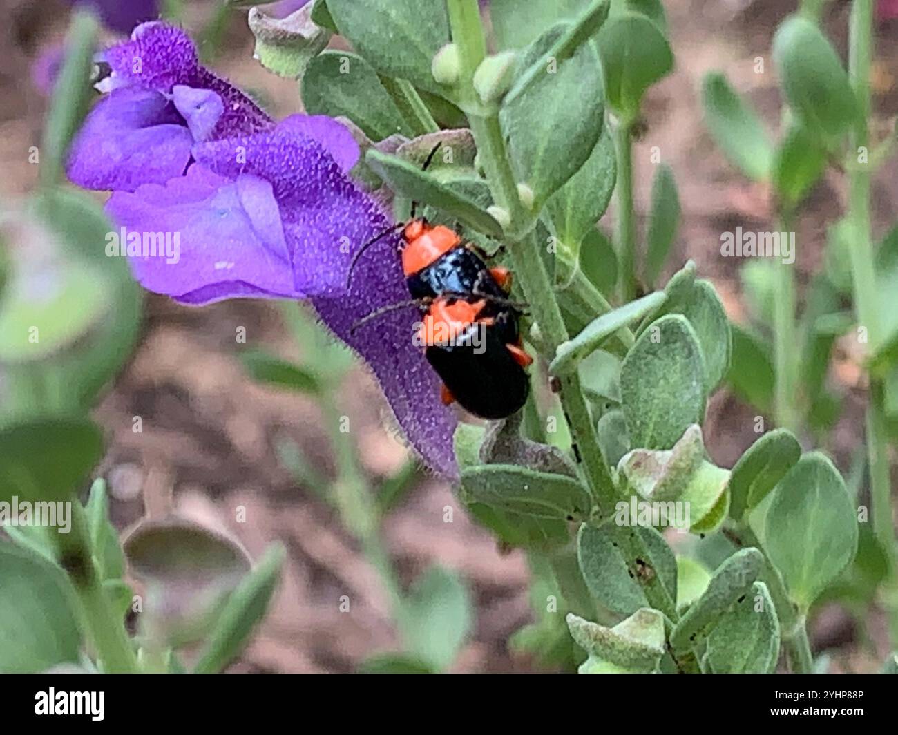Shiny Flea Beetle (Asphaera lustrans Stock Photo - Alamy