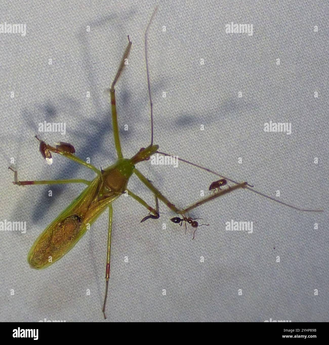 Pale green assassin bug zelus luridus hi-res stock photography and ...