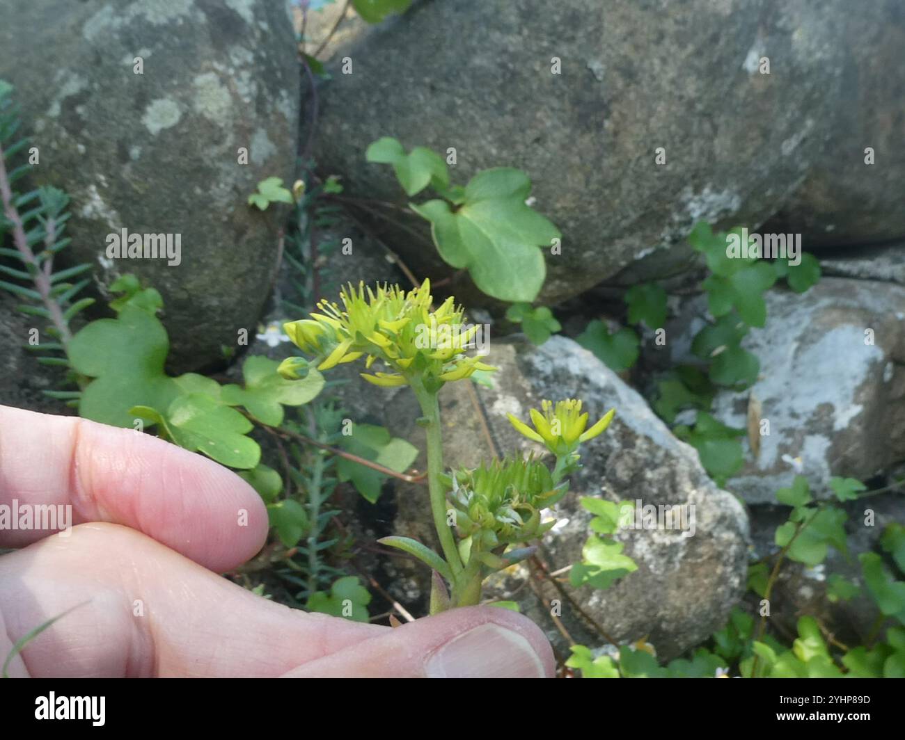 Reflexed Stonecrop (Petrosedum rupestre Stock Photo - Alamy