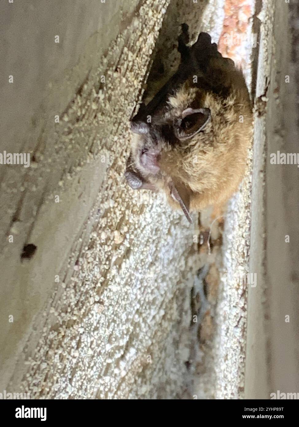 Mouse-eared Bats (Myotis Stock Photo - Alamy