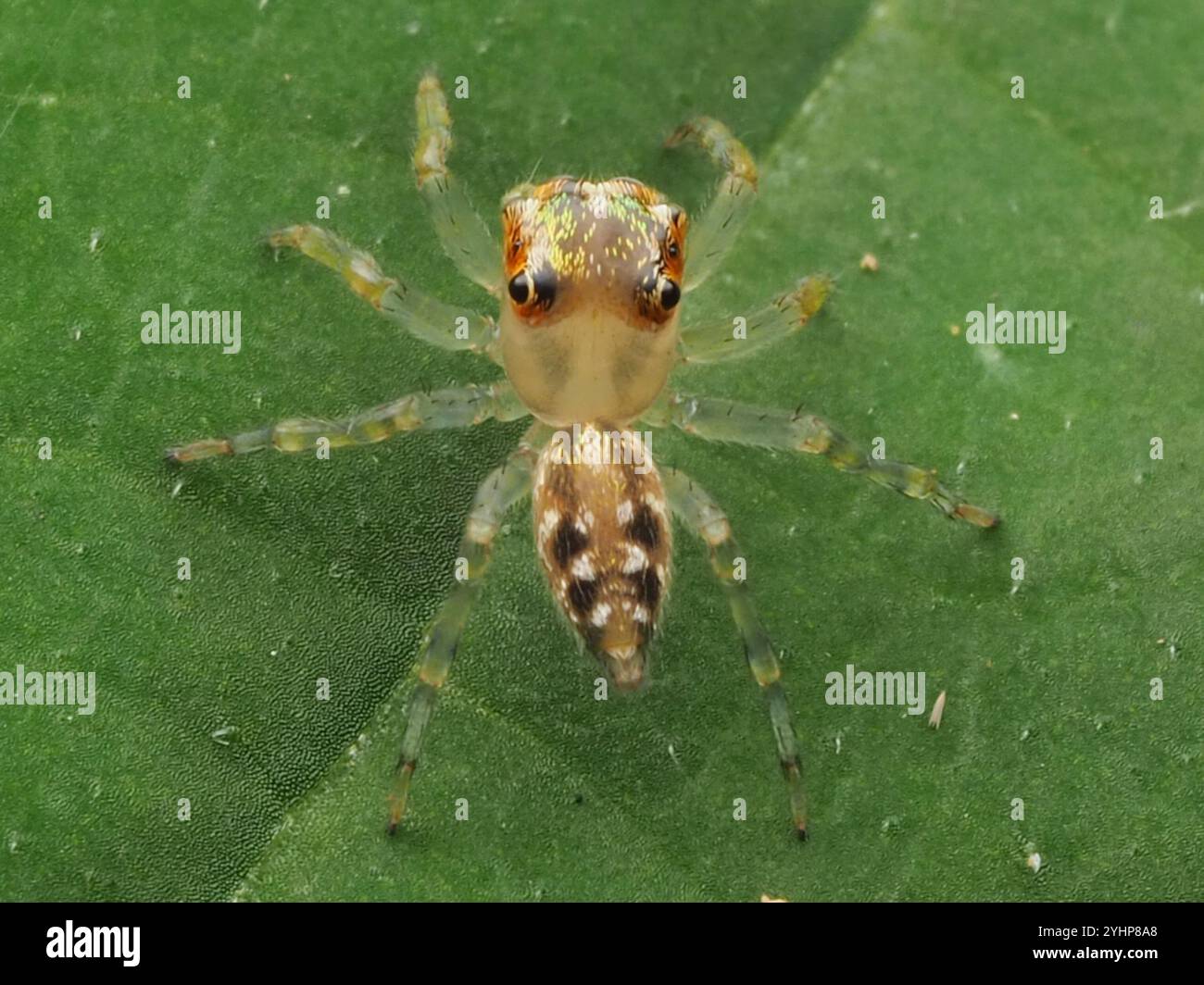 Jumping Spiders (Salticidae Stock Photo - Alamy
