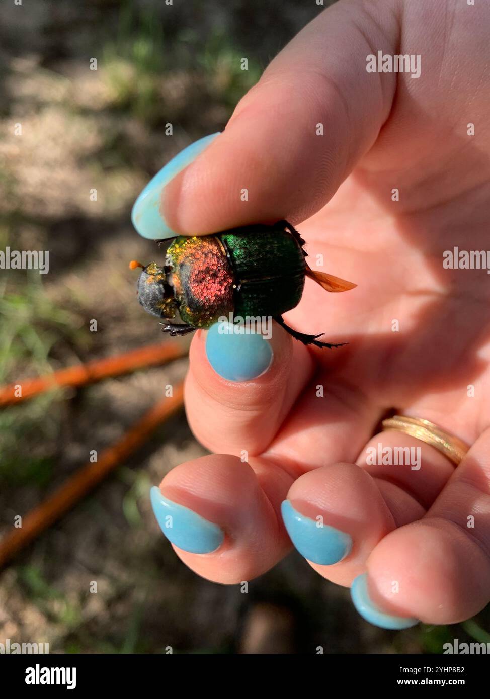 Rainbow scarab (phanaeus vindex) hi-res stock photography and images ...