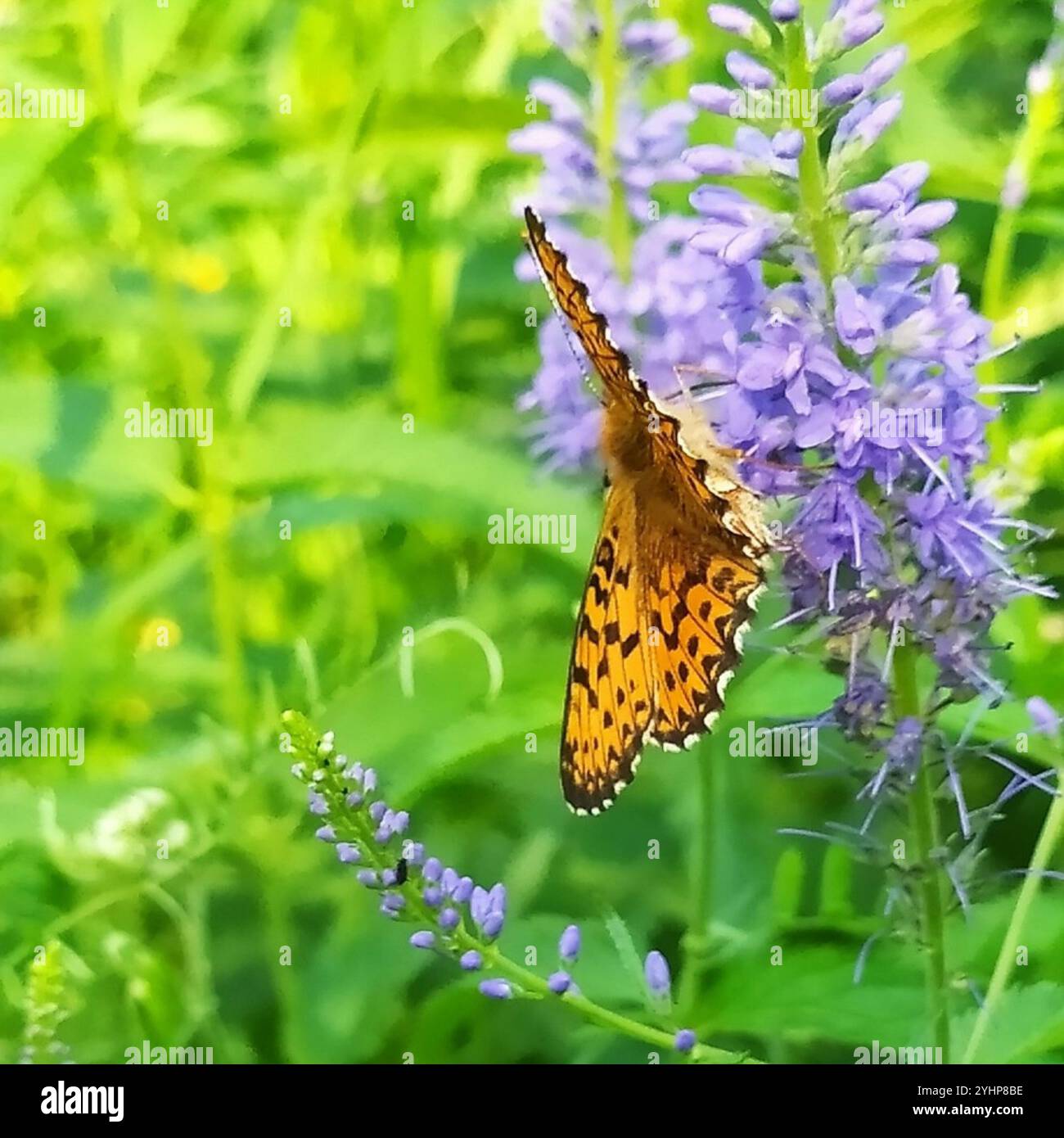Titania's fritillary hi-res stock photography and images - Alamy
