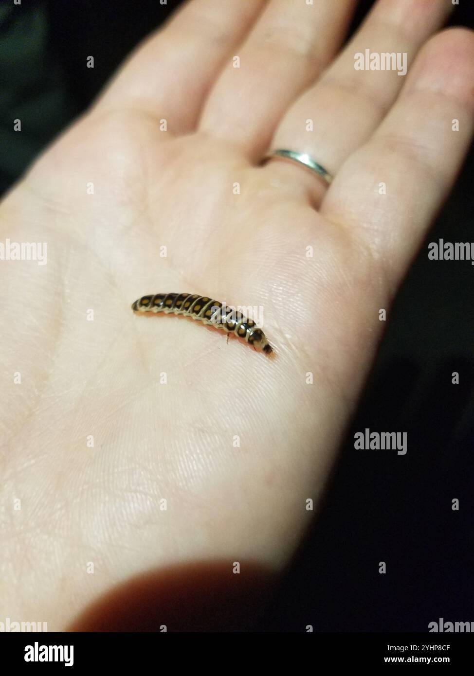 Phengodes hi-res stock photography and images - Alamy