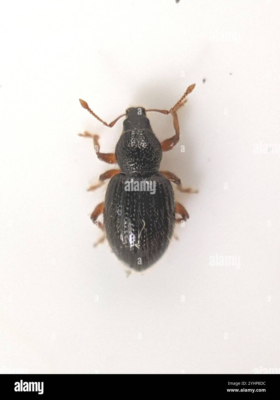 Hairy Spider Weevil (Barypeithes pellucidus Stock Photo - Alamy