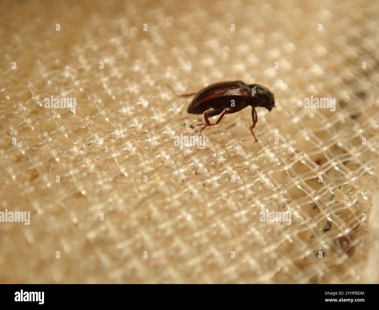 Riffle Beetles (Elmidae Stock Photo - Alamy