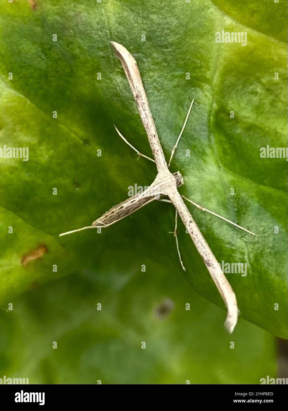 Morning-glory Plume Moth (Emmelina monodactyla Stock Photo - Alamy