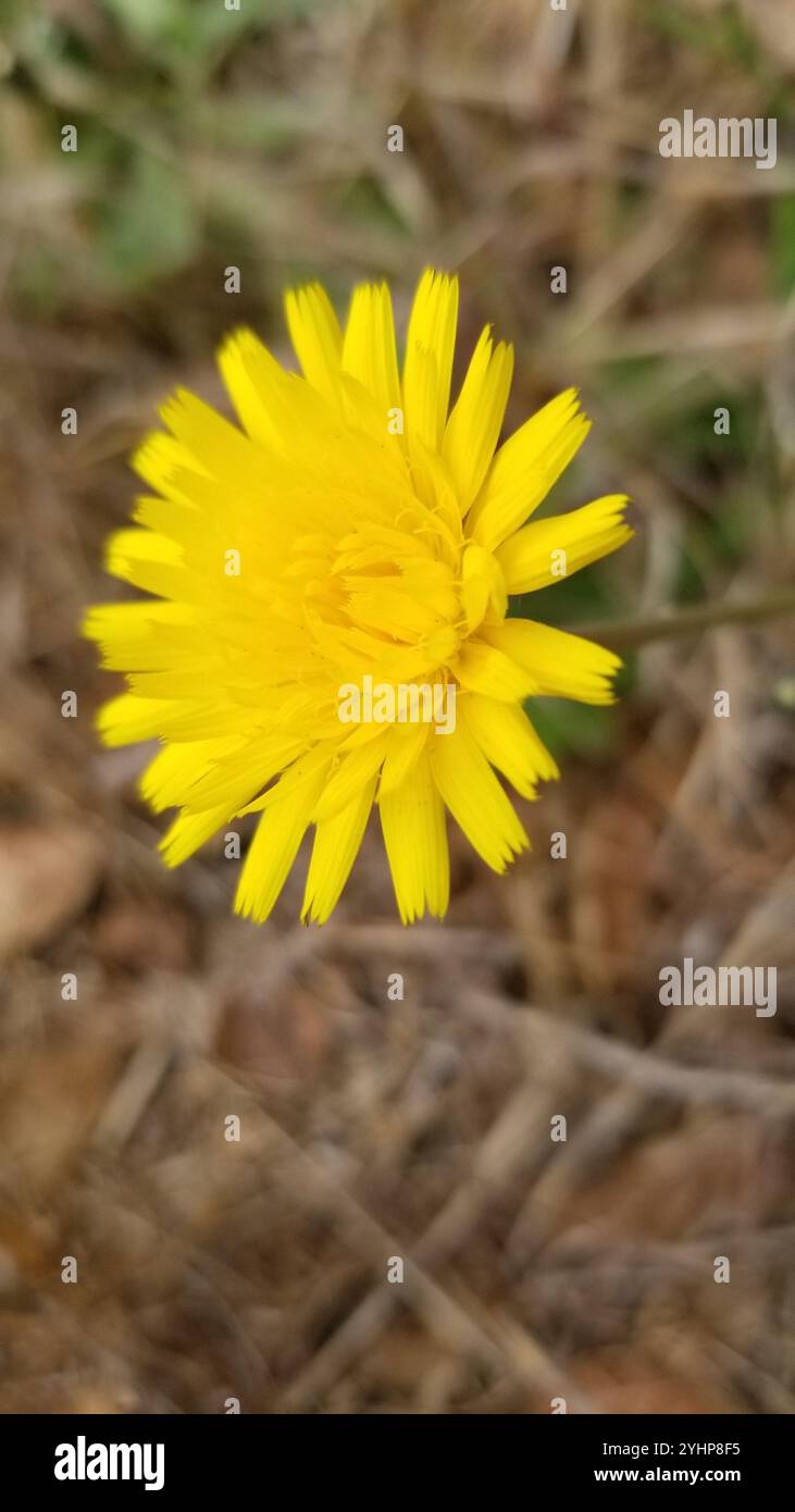 Common Cat's-ear (Hypochaeris radicata Stock Photo - Alamy