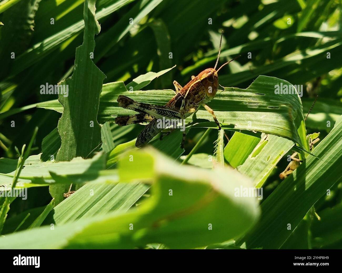 Yellow-belly Boopie (Boopedon flaviventris Stock Photo - Alamy