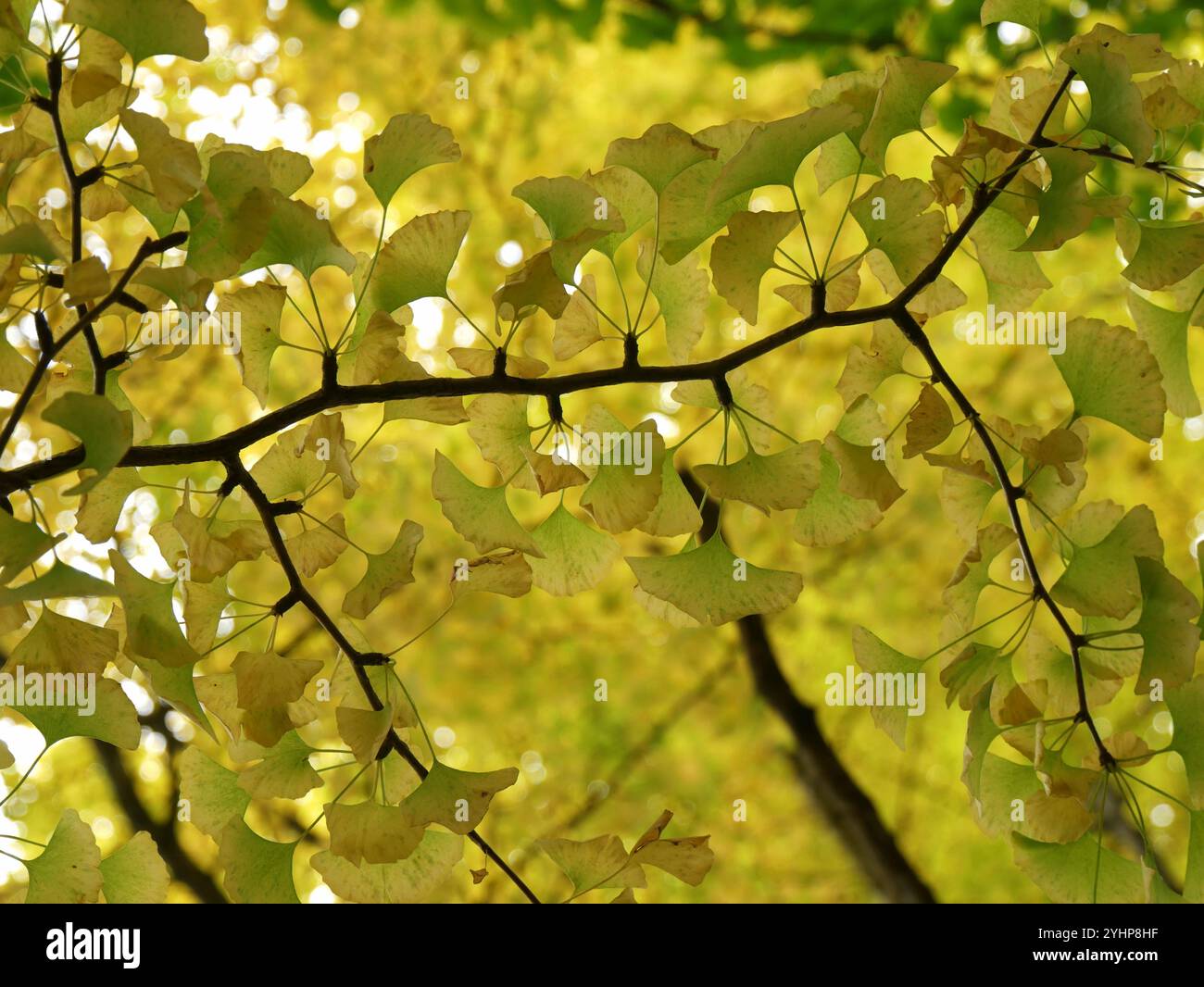 Gingko biloba fall foliage with golden colored leaves on branches ...