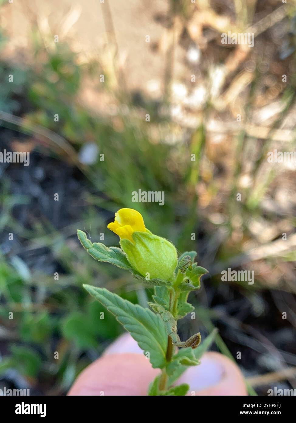 Little Yellow Rattle (Rhinanthus groenlandicus Stock Photo - Alamy