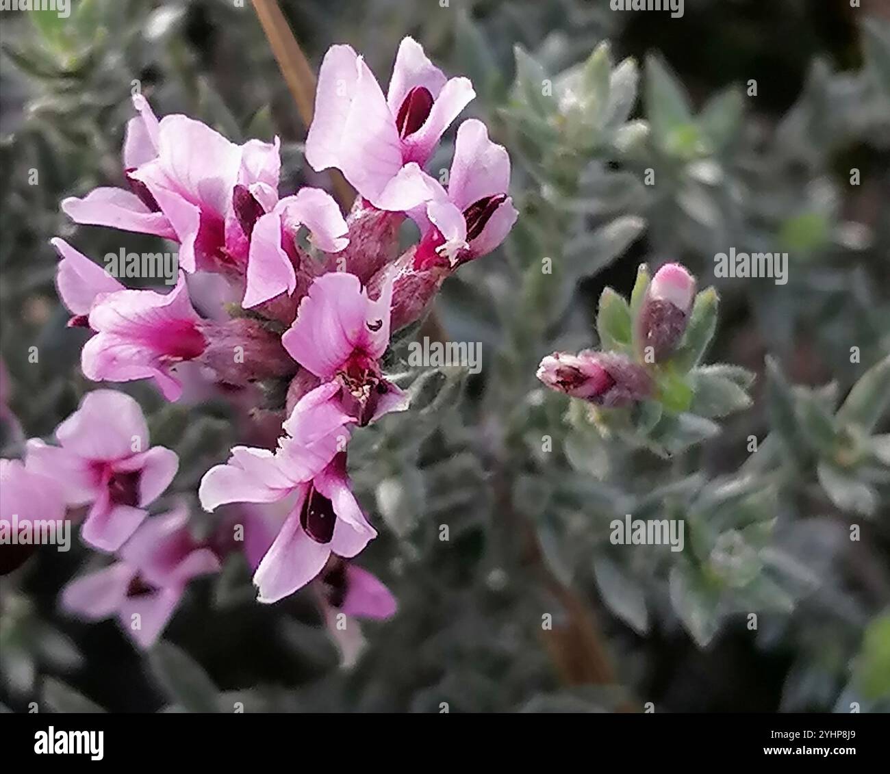 Ericoid Amphithalea (Amphithalea ericifolia Stock Photo - Alamy