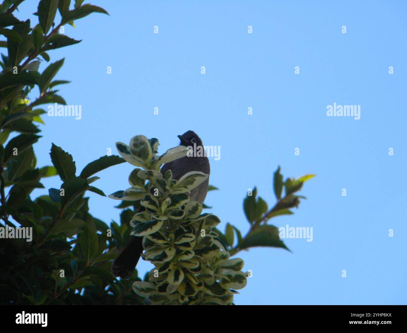 Cape Bulbul (Pycnonotus capensis Stock Photo - Alamy