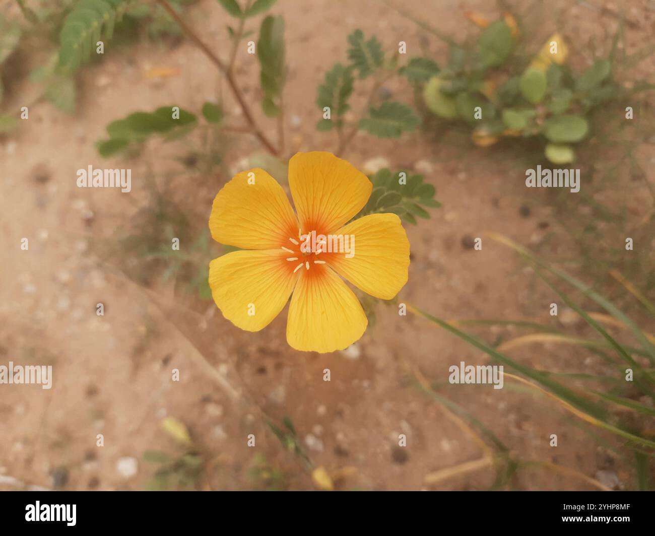 Arizona poppy (Kallstroemia grandiflora Stock Photo - Alamy