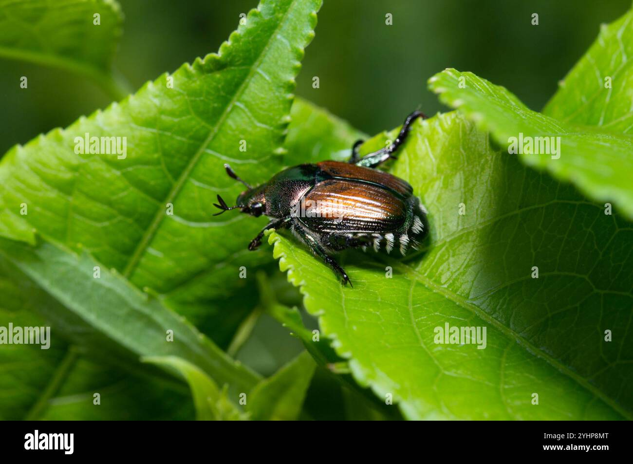 Japanese Beetle (Popillia japonica Stock Photo - Alamy