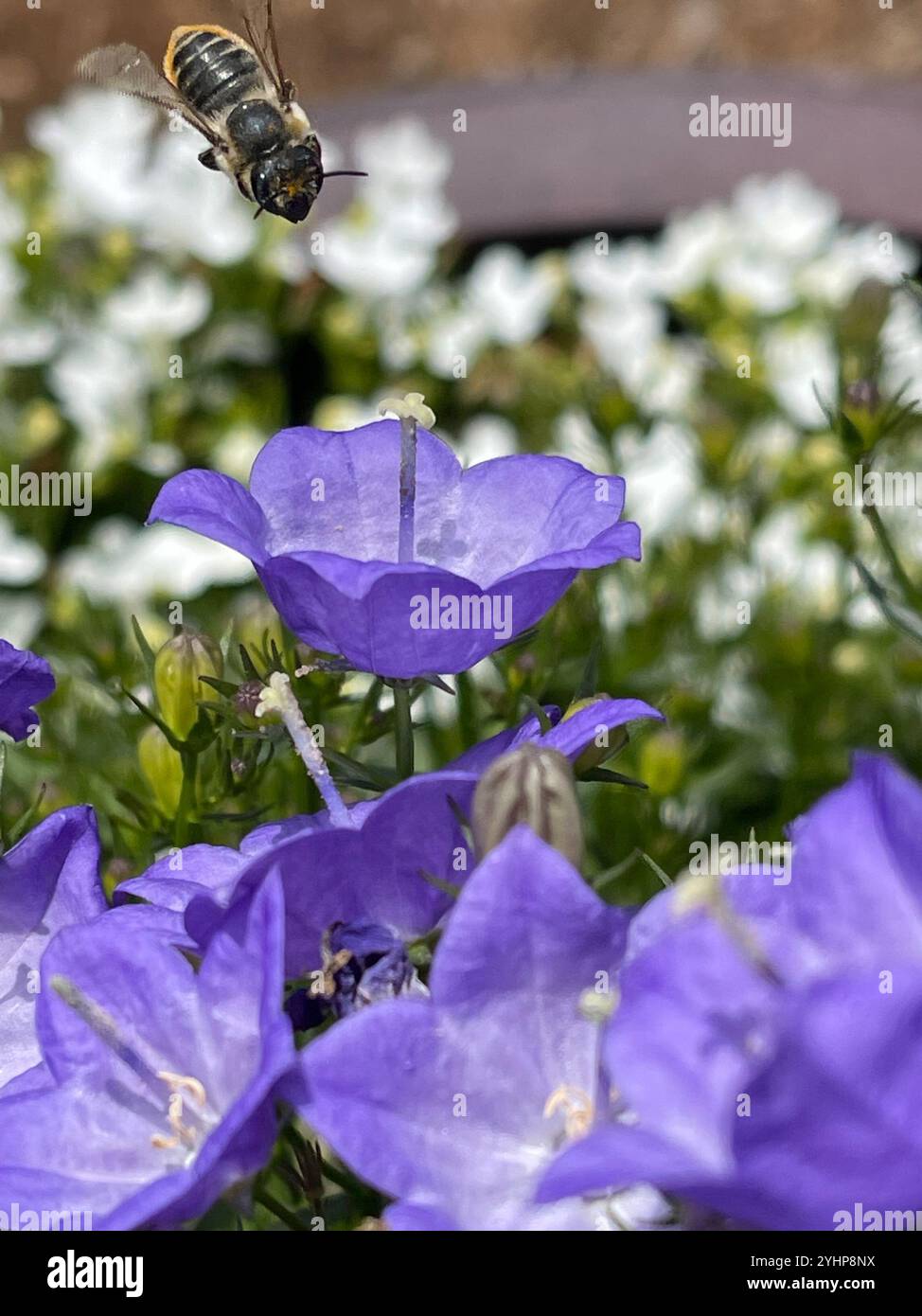 Perihirta hi-res stock photography and images - Alamy