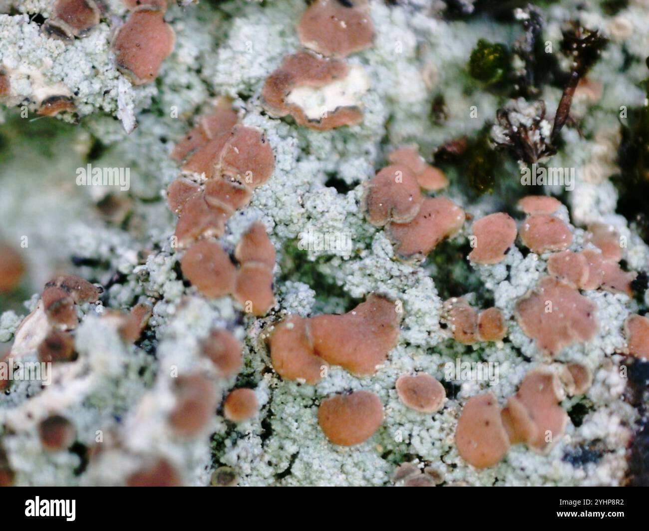 Granular Mottled-disk Lichen (Trapeliopsis granulosa Stock Photo - Alamy