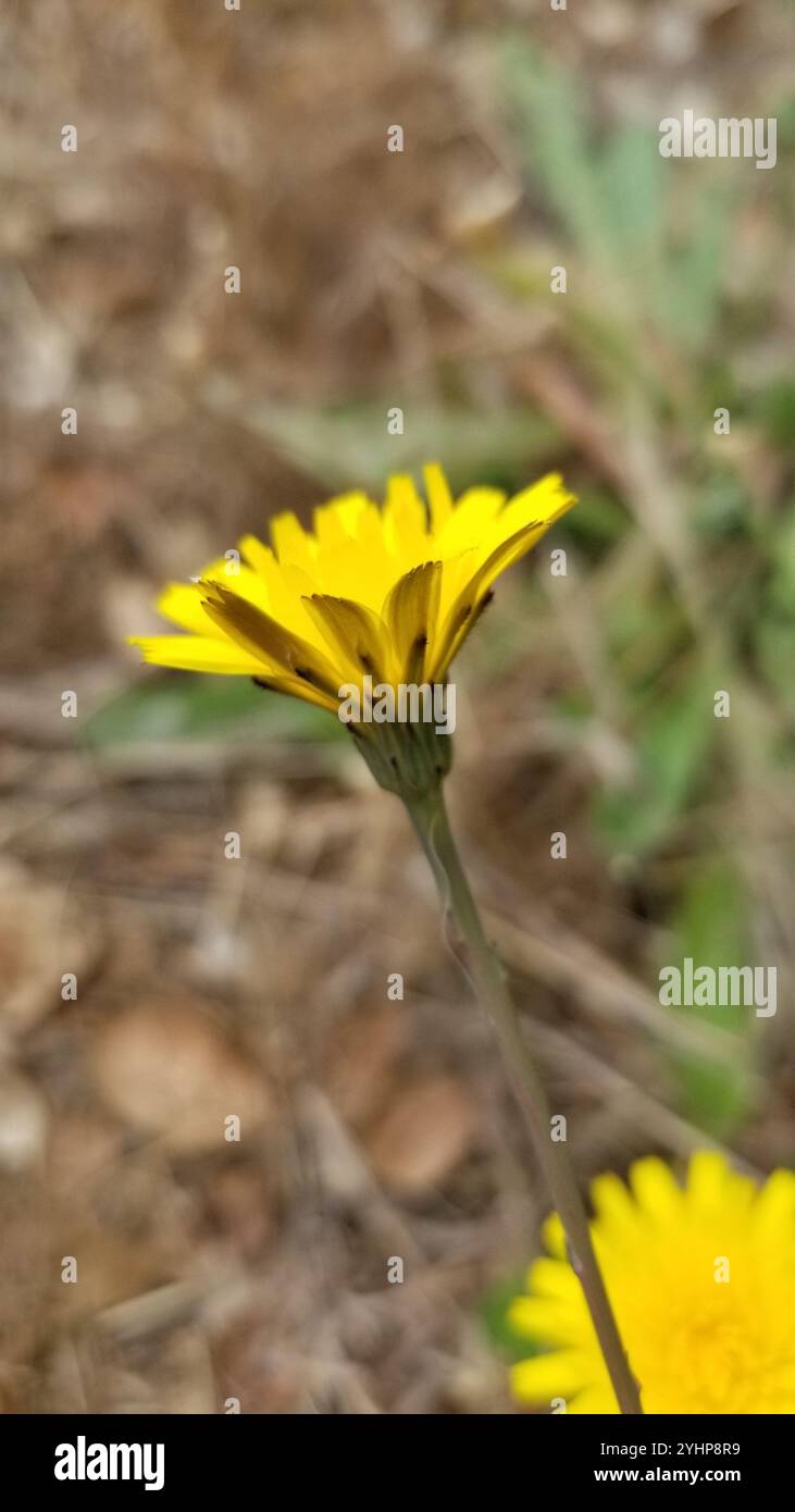 Common Cat's-ear (Hypochaeris radicata Stock Photo - Alamy