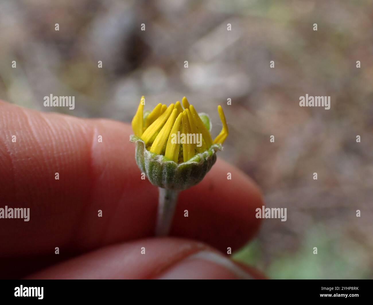 common woolly sunflower (Eriophyllum lanatum Stock Photo - Alamy