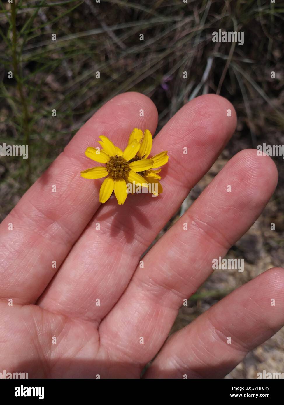 Awnless Bushsunflower (Simsia calva Stock Photo - Alamy