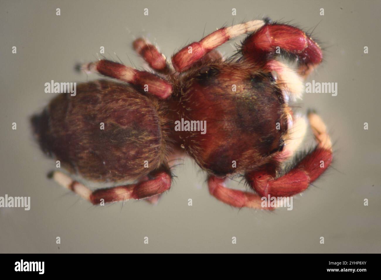 Rhene hi-res stock photography and images - Alamy