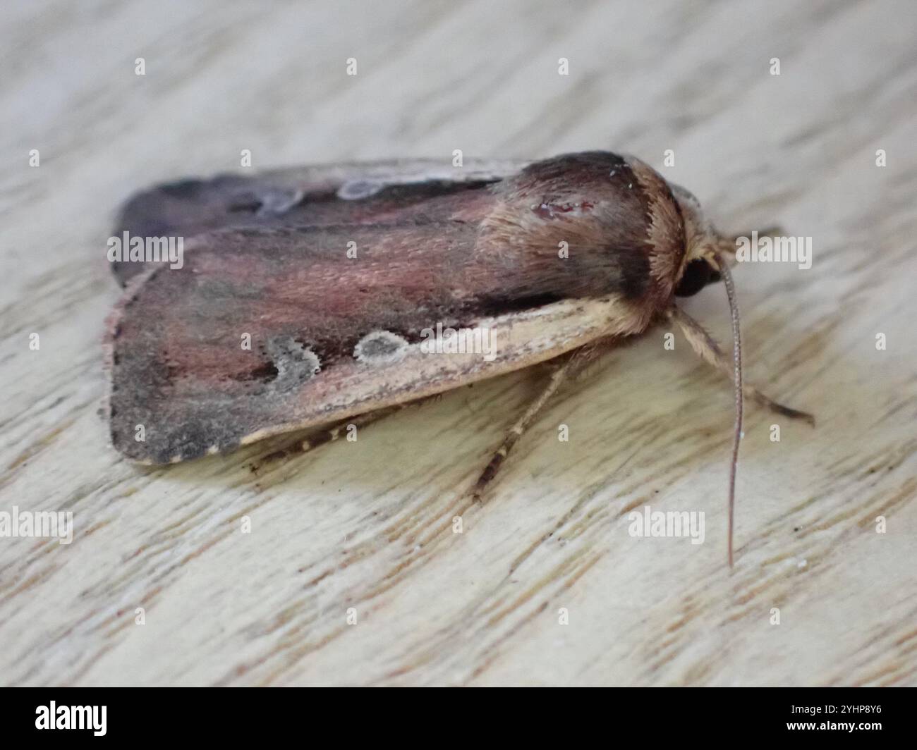 Flame shoulder moth hi-res stock photography and images - Alamy