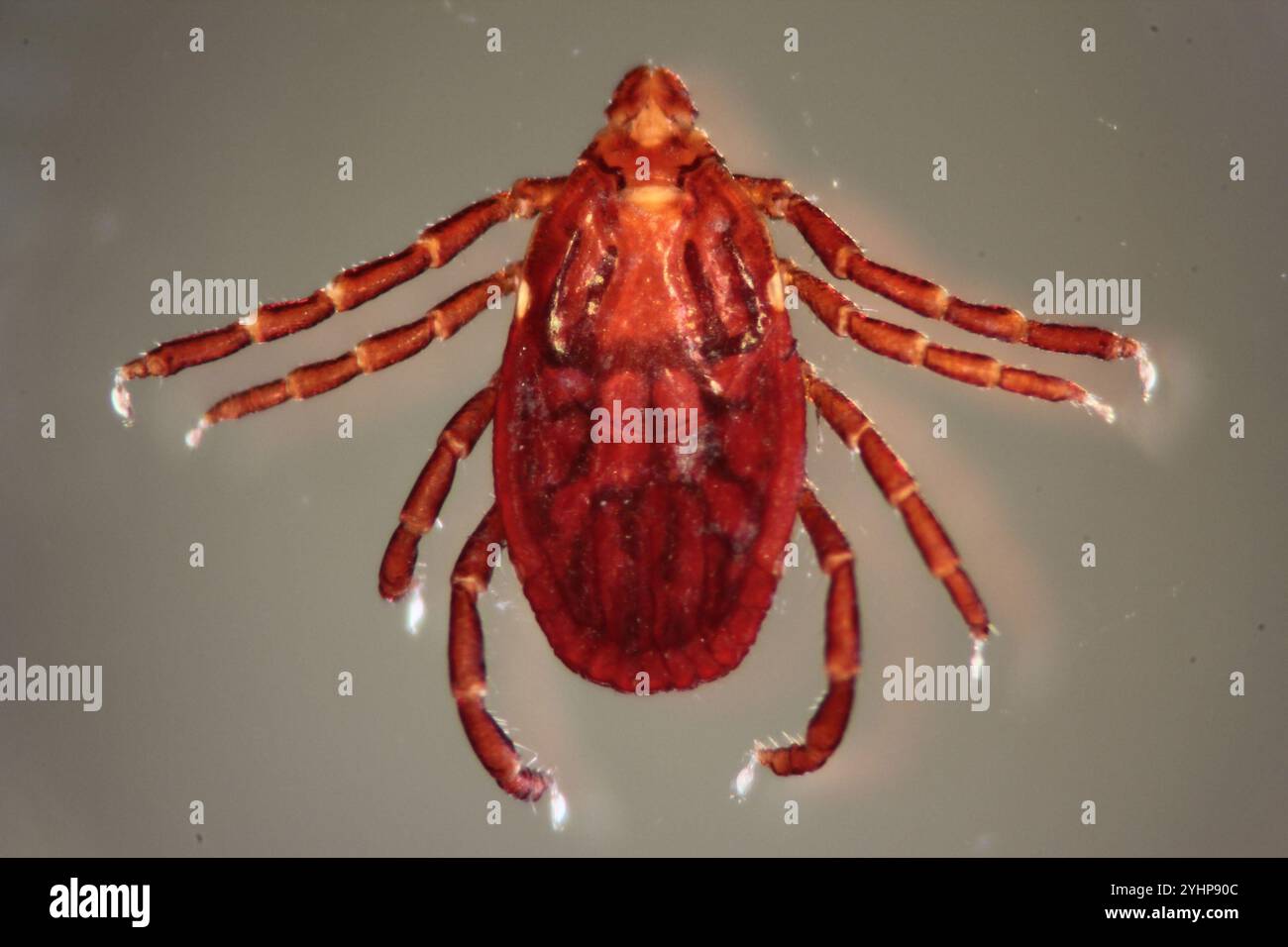 Pepper Ticks (Rhipicephalus Stock Photo - Alamy