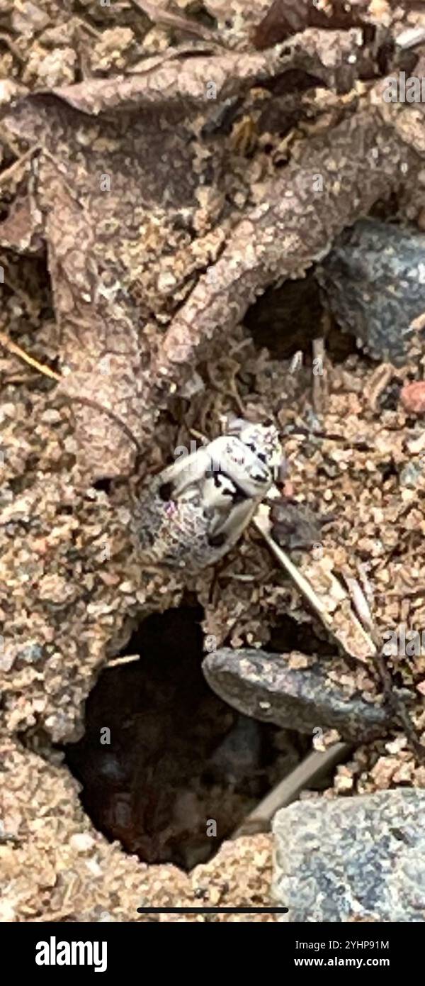 Geocoris hi-res stock photography and images - Alamy