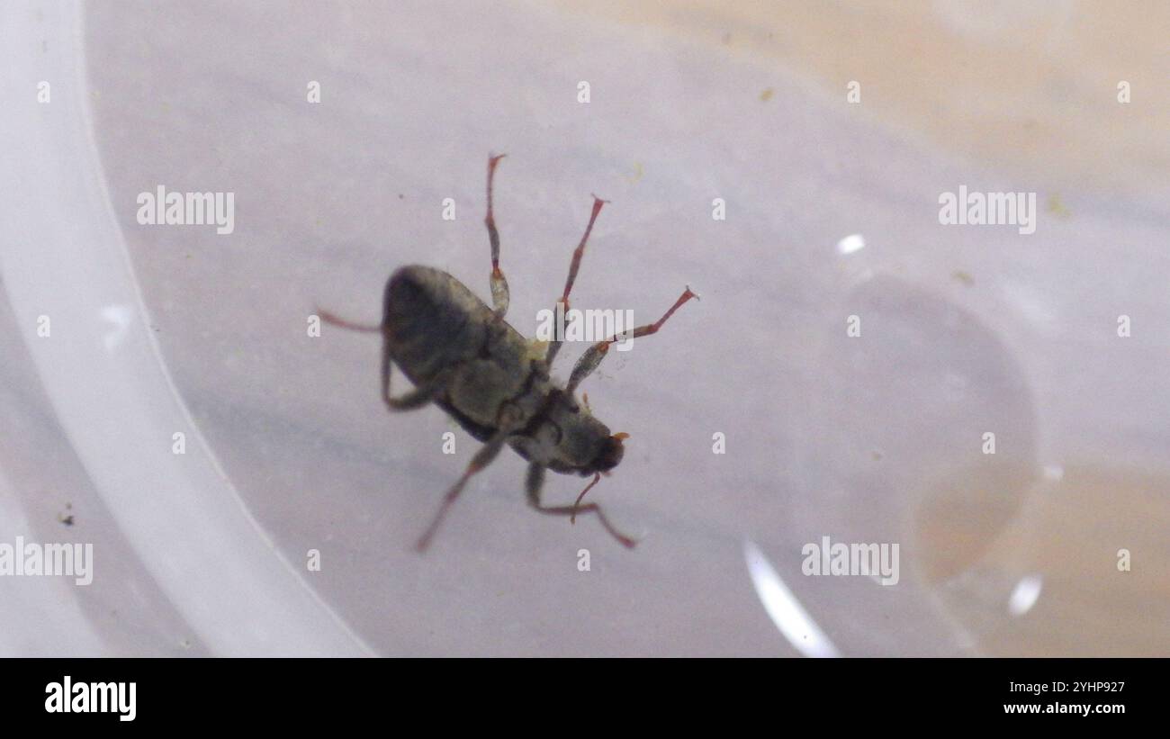 Riffle Beetles (Elmidae Stock Photo - Alamy