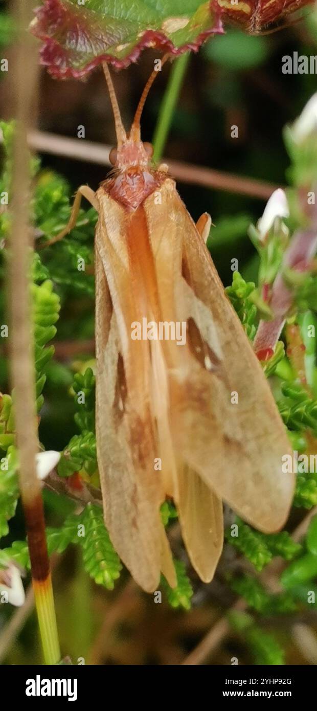 Diamond Northern Caddisfly (Limnephilus rhombicus Stock Photo - Alamy