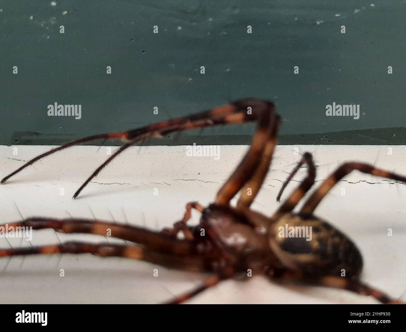 Eastern Cave Long-jawed Spider (Meta ovalis Stock Photo - Alamy