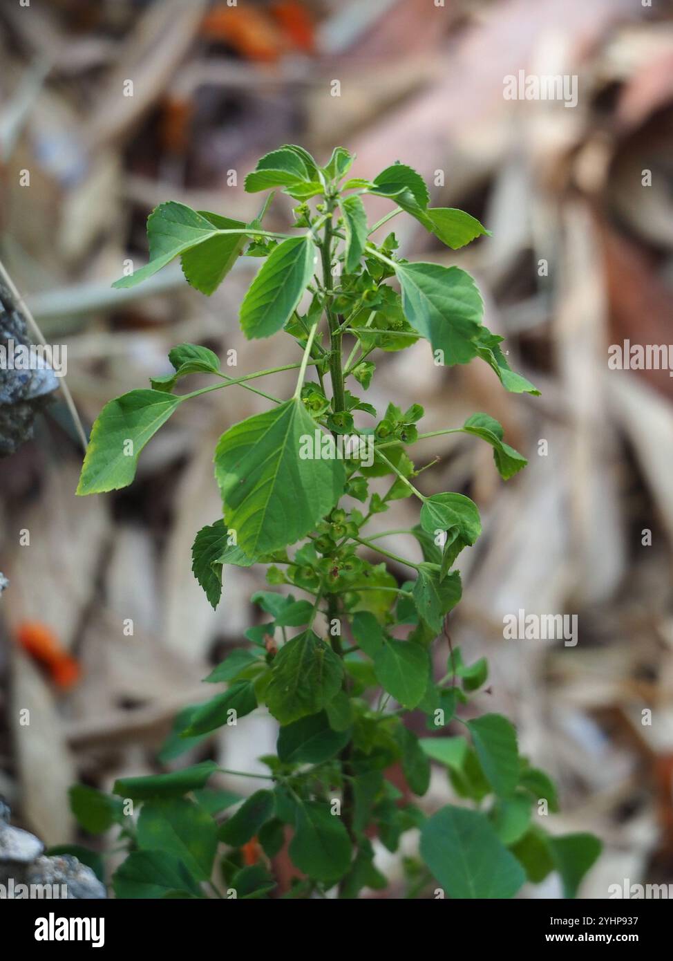 Acalypha indica hi-res stock photography and images - Alamy