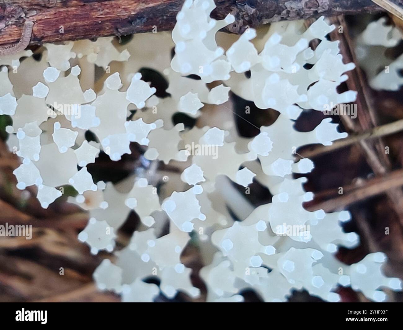 crown-tipped coral fungus (Artomyces pyxidatus Stock Photo - Alamy